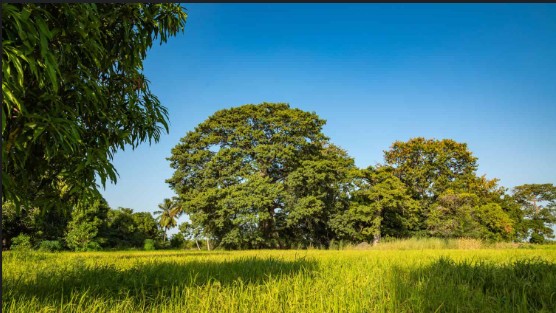 Securing Futures: Land Rights Action Collaborative | sflrac.org ...